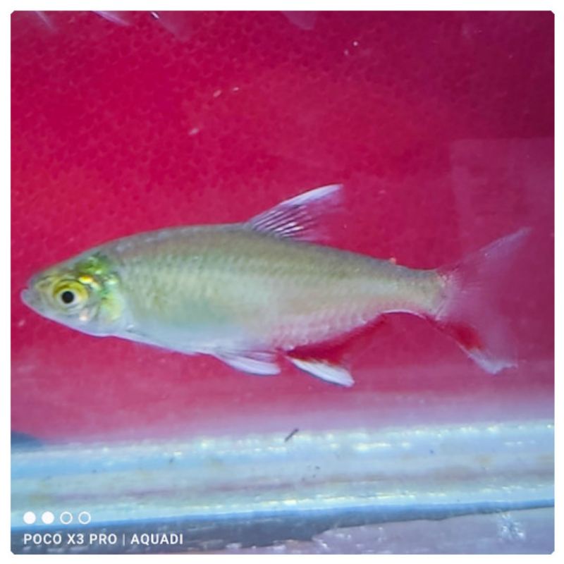Jual Ikan Red Belly Tetra | Shopee Indonesia