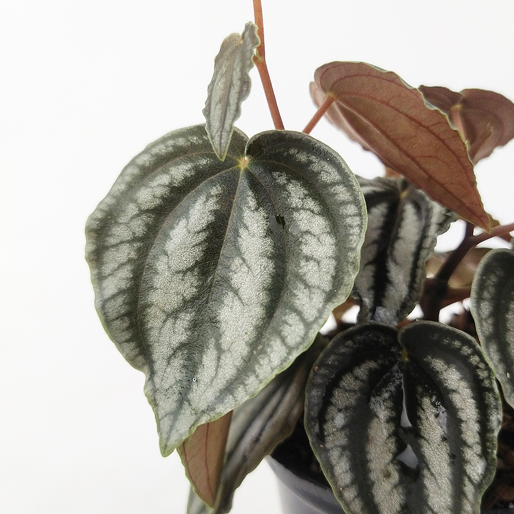 Jual Peperomia Turboensis Tanaman hias/ Deks plant / Houseplant ...