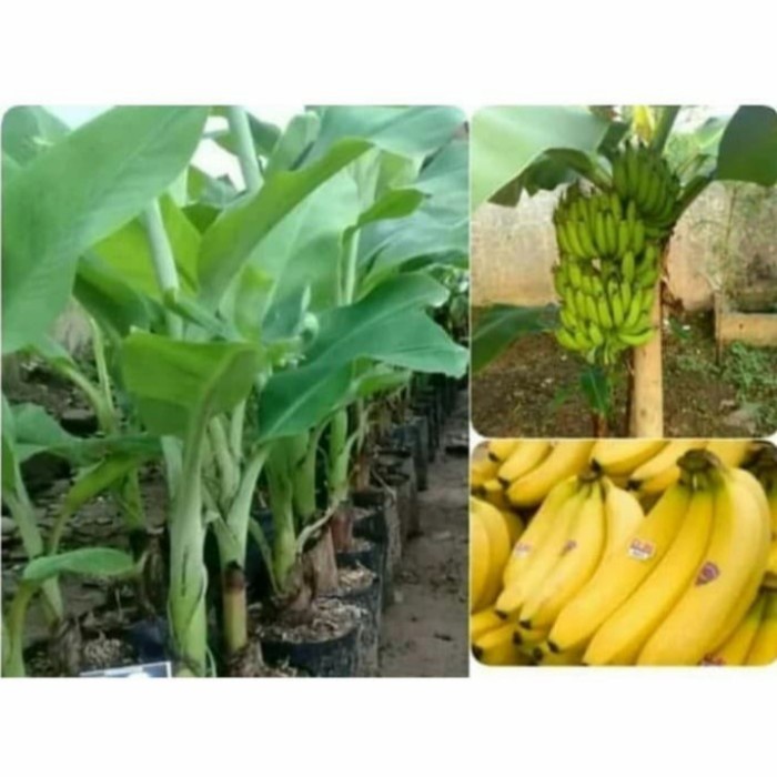 Jual bibit pohon pisang ambon mini/bibit pisang badak super EE44 ...