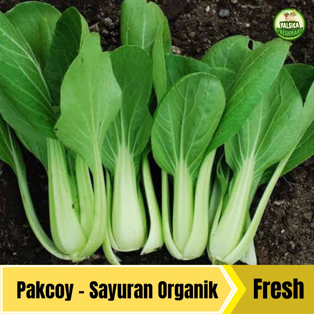 Jual Pakcoy - Sayuran Organik | Shopee Indonesia