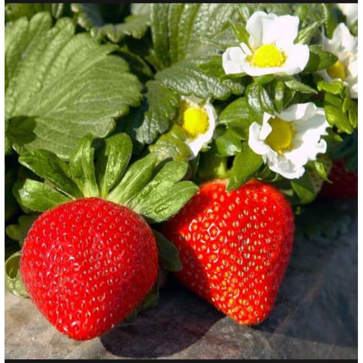 Jual (TANAMAN)Bibit Pohon Strawberry KALIBRET SUPER Unggul Tanaman ...
