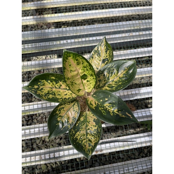 Jual Bibit bunga aglonema sultan brunei batik | Shopee Indonesia
