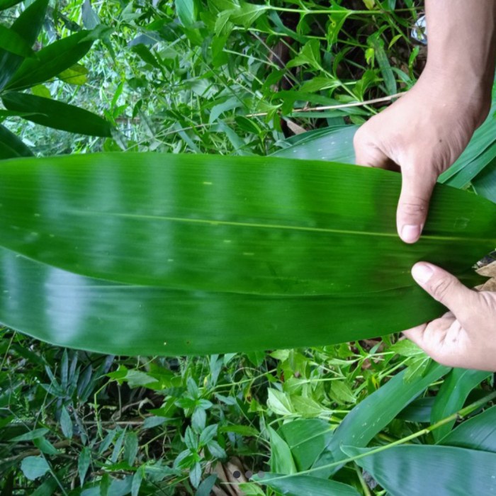 Jual daun bambu bakcang 100lembar | Shopee Indonesia