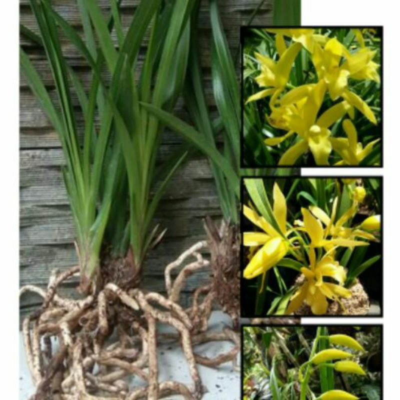 Jual anggrek tanah golden boy bunga warna kuning 2plan | Shopee Indonesia