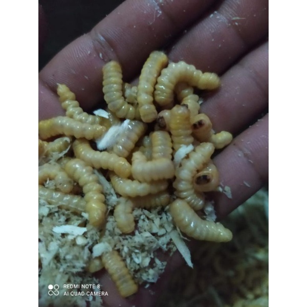 Jual ulat kayu uter umpan pancing size sedang 30 biji hidup | Shopee ...