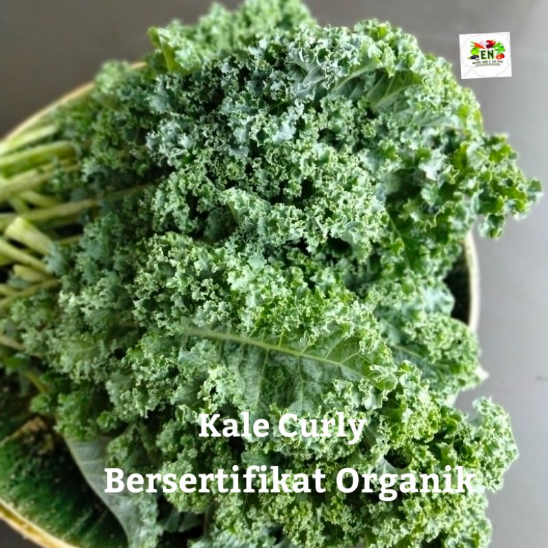 Jual 1pack Sayur Kale Curly 100% Sertifikat Organik Vegetable Murah ...