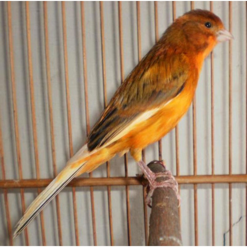 Jual burung kenari bon orange bahan riwikan jantan | Shopee Indonesia