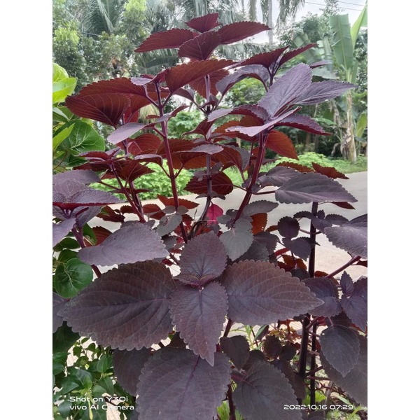 Jual Daun Miana / Mayana merah | Shopee Indonesia