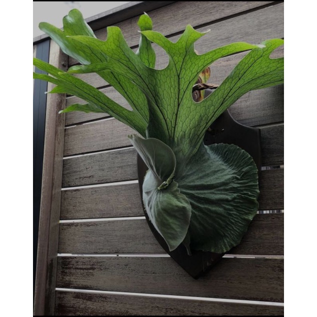 Jual platycerium superbum | tanduk rusa superbum | simbar menjangan ...