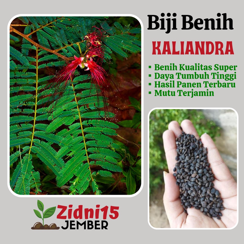 Jual [300biji] Biji Benih Kaliandra MERAH dan PUTIH / Benih pakan ...