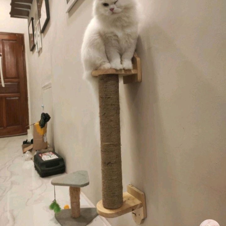 Jual garukan kucing cat condo cat tree nempel dinding atau bisa juga di ...