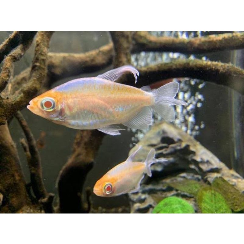 Jual ikan Congo albino tetra XL | Shopee Indonesia