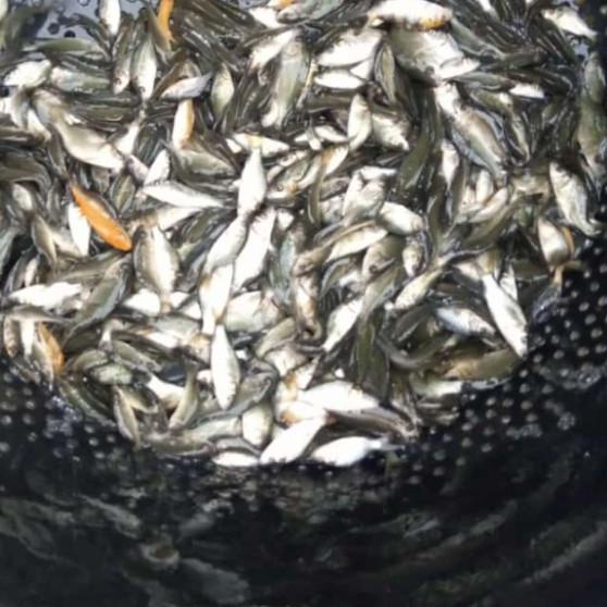 Jual ikan mas pakan predator isi 1 liter | Shopee Indonesia