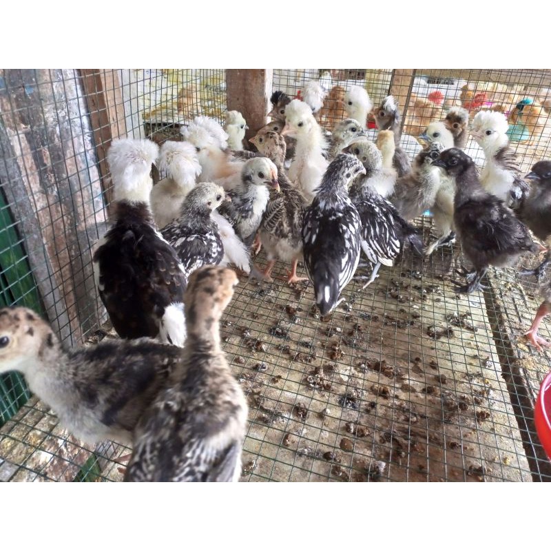 Jual ayam kalkun-ayam bibit kalkun | Shopee Indonesia
