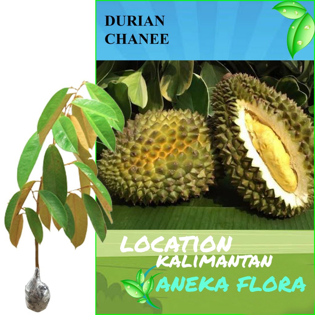 Jual bibit durian chanee okulasi unggul (1Meter up) BELI 5 BONUS 1 ...