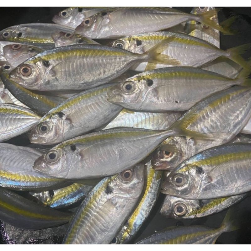 Jual Ikan Selar Kuning Segar | Shopee Indonesia