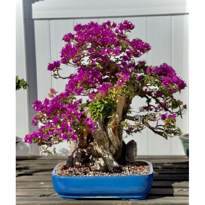 Jual Bibit tanaman bunga bugenvil/bougainvillea putih, ungu, variegata ...