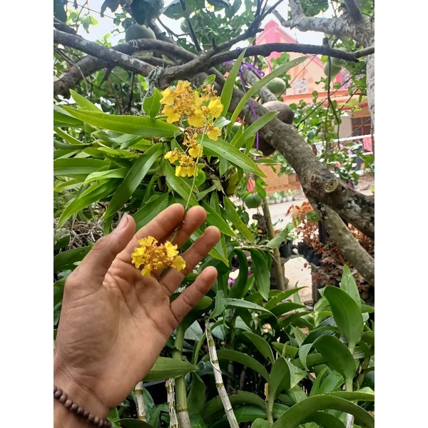 Jual Anggrek golden shower 1 batang | Shopee Indonesia