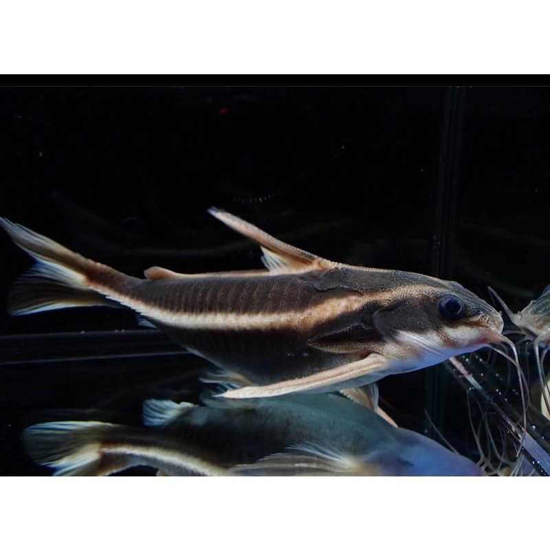 Jual ikan hias platydoras / rafael catfish corydoras / ikan dasar tank ...