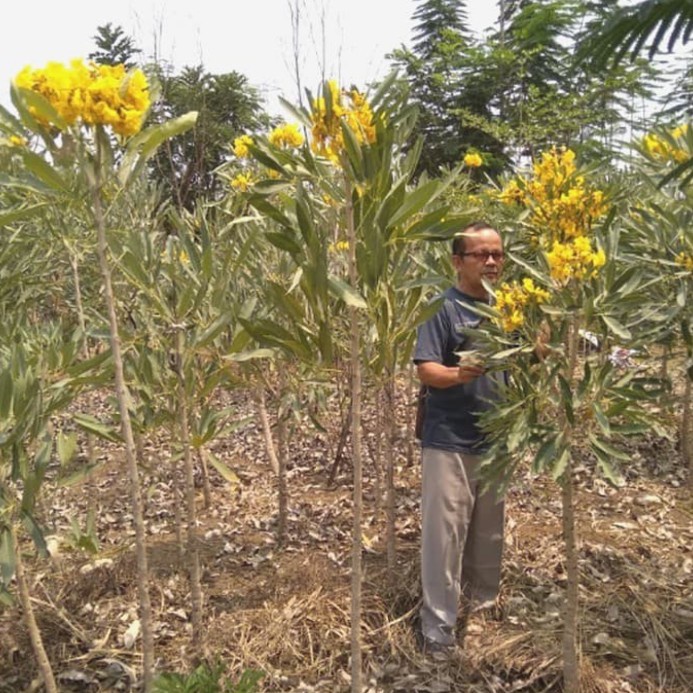 Jual jual pohon termurah Tabebuya Bunga kuning tinggi 2 meter up ...