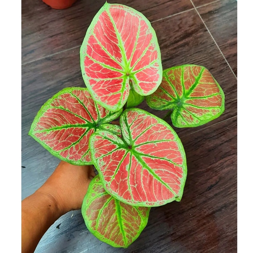 Jual Bunga Caladium/Bunga Bigbos/Bunga Kualitas Terbaik/Terima Pesanan ...
