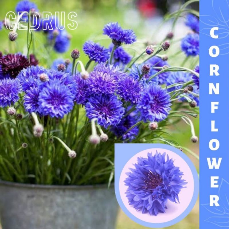 Jual CORNFLOWER BLUE (isi-3) Benih Biji Bunga | Shopee Indonesia