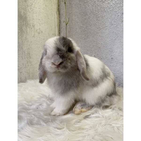 Jual Kelinci Holland Lop Indukan Jantan Magpie Maggo | Shopee Indonesia