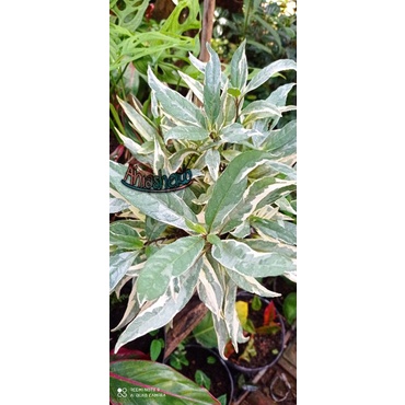 Jual Tanaman Gandarusa Varigata Putih Herbal | Shopee Indonesia