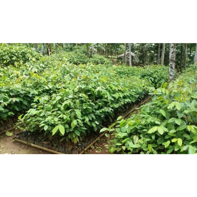 Jual Bibit Pohon Meranti Shorea | Shopee Indonesia