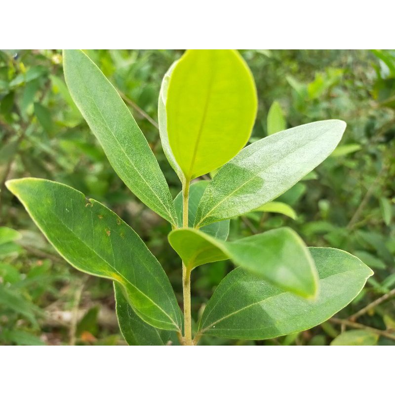 Jual Daun Karamunting Segar 100 Gram | Shopee Indonesia