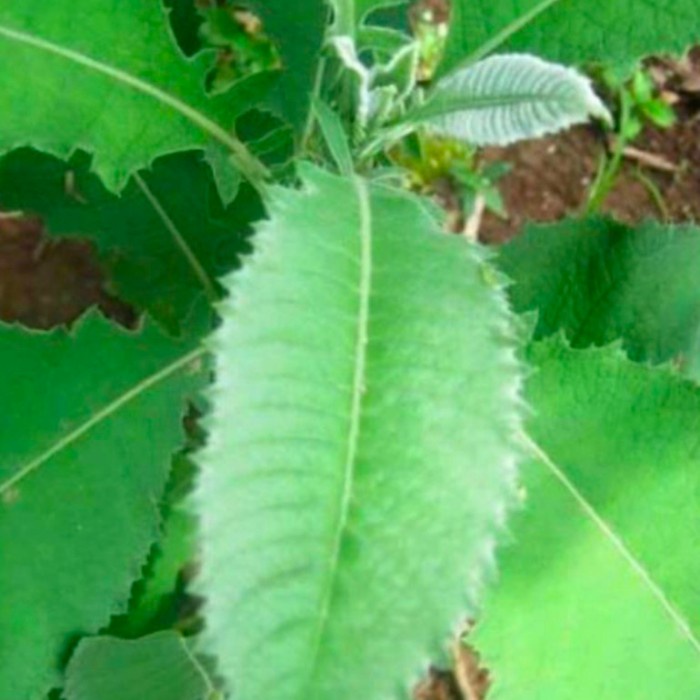 Jual Daun sembung segar- Daun sembung fress 100gram | Shopee Indonesia