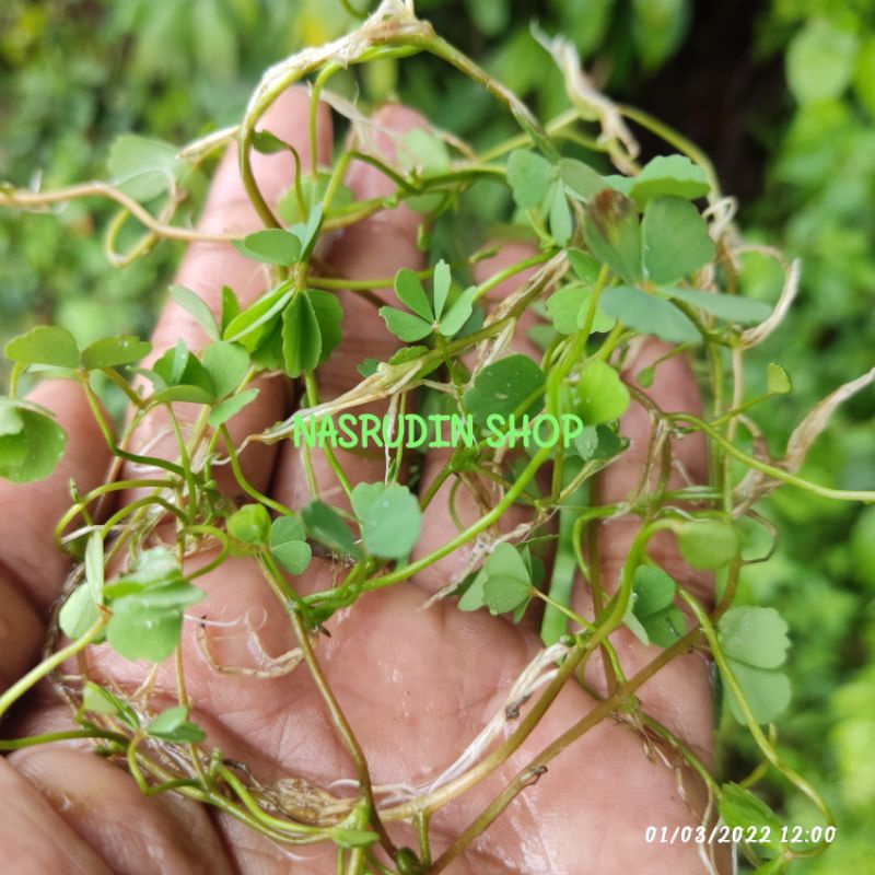 Jual DAUN SEMANGGI SAWAH UTUH | BIBIT DAUN SEMANGGI SAWAH (kusus nexday ...