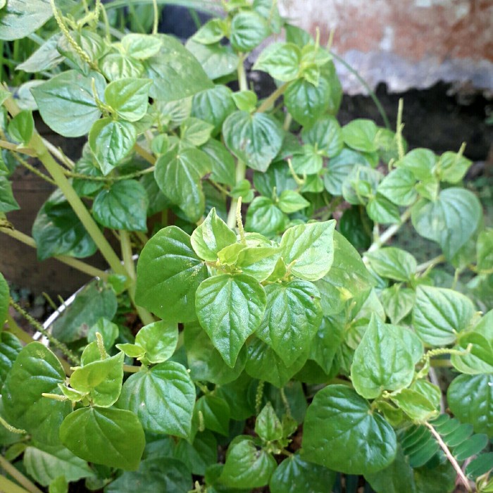 Jual daun suruhan atau sirih cina | Shopee Indonesia