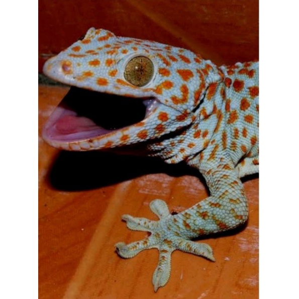 Jual lukisan ''tokek ukuran 20cm-30 cm''. hidup/ goreng | Shopee Indonesia