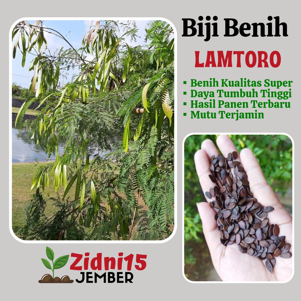Jual 300 biji benih lamtoro petai cina kemlandingan petai selong ...