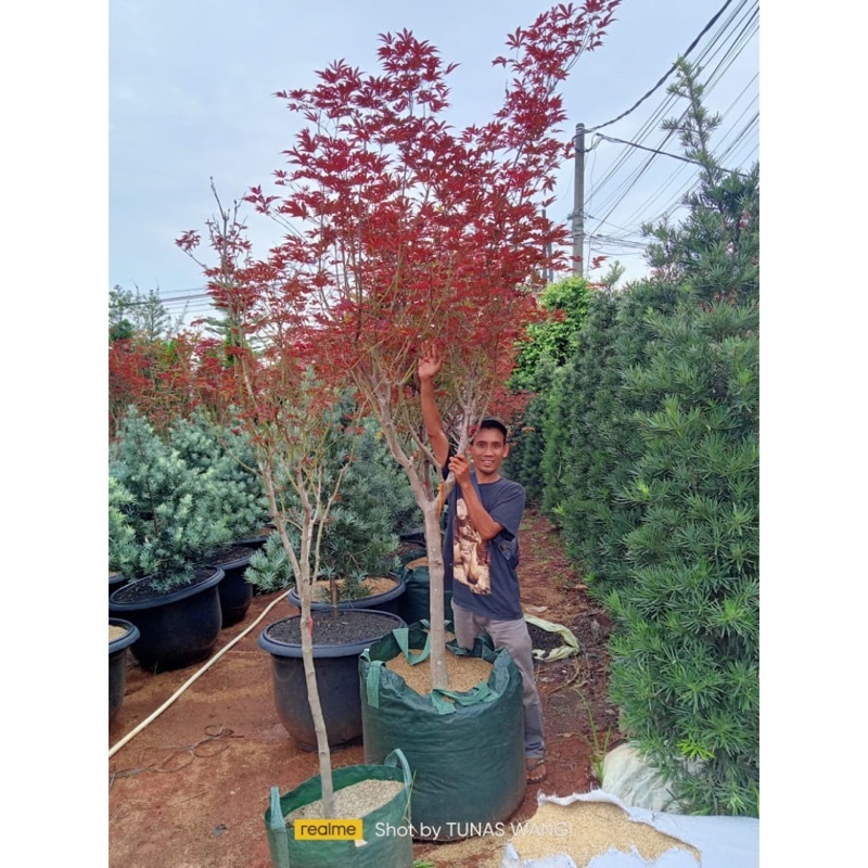 Jual Pohon Maple Amerika Daun Merah Ukuran Besar - American Red Maple ...
