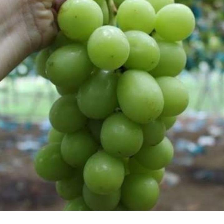 Jual COD ️List New️ bibit anggur import new shine muscat japan ori ...