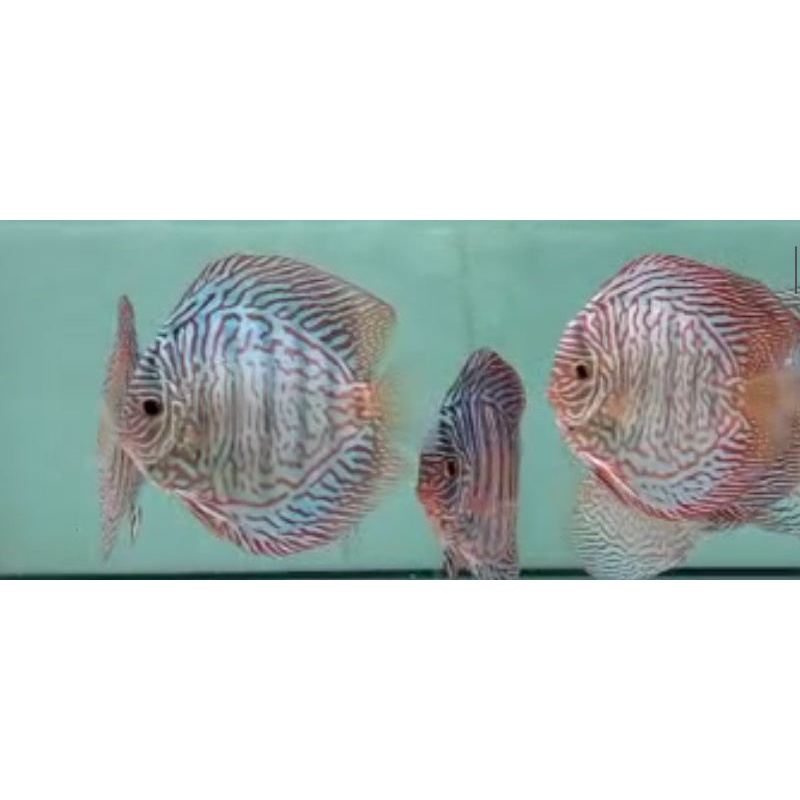 Jual Ikan Discus Tiger HB Size 5 inch | Shopee Indonesia