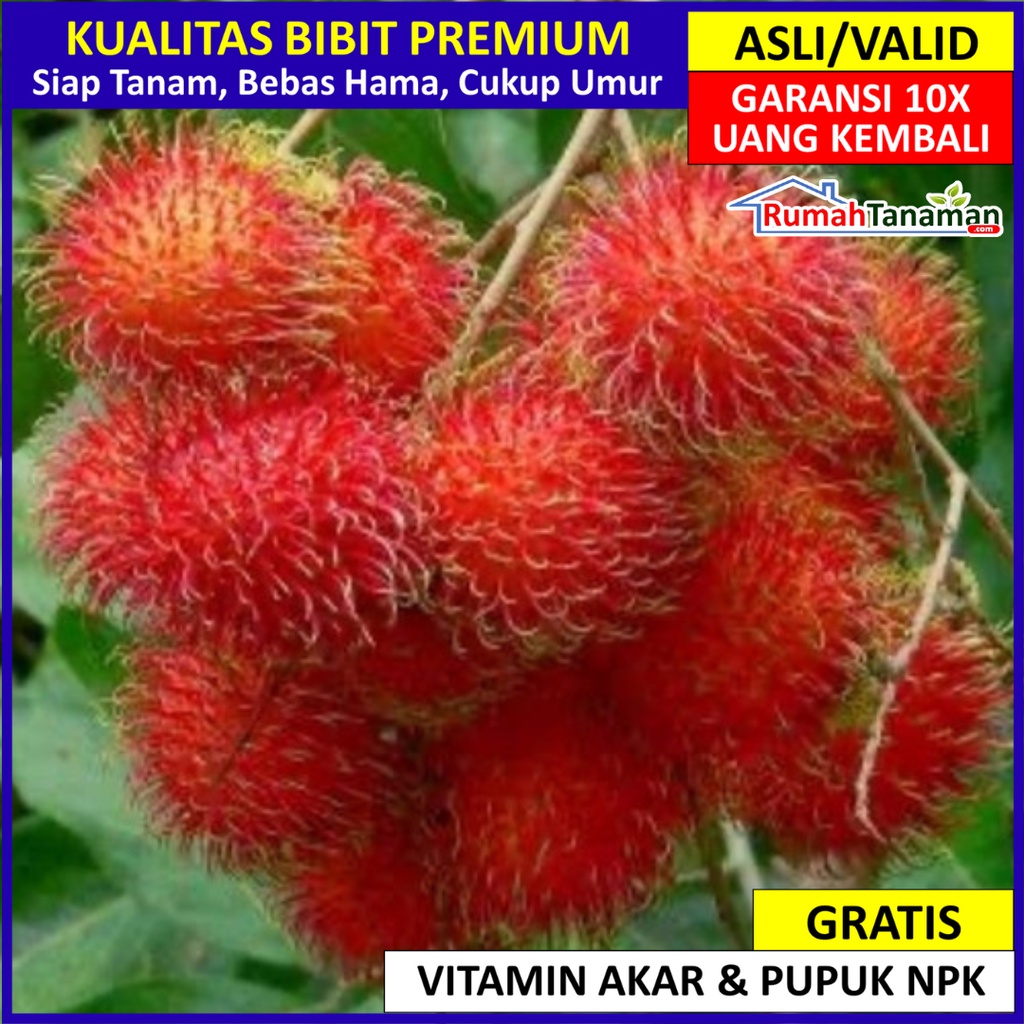 Jual Bibit Rambutan Binjai Asli Bergaransi, Bibit Rambutan Binjai Valid ... Jual Bibit Rambutan Binjai Asli Bergaransi, Bibit Rambutan Binjai Valid ...