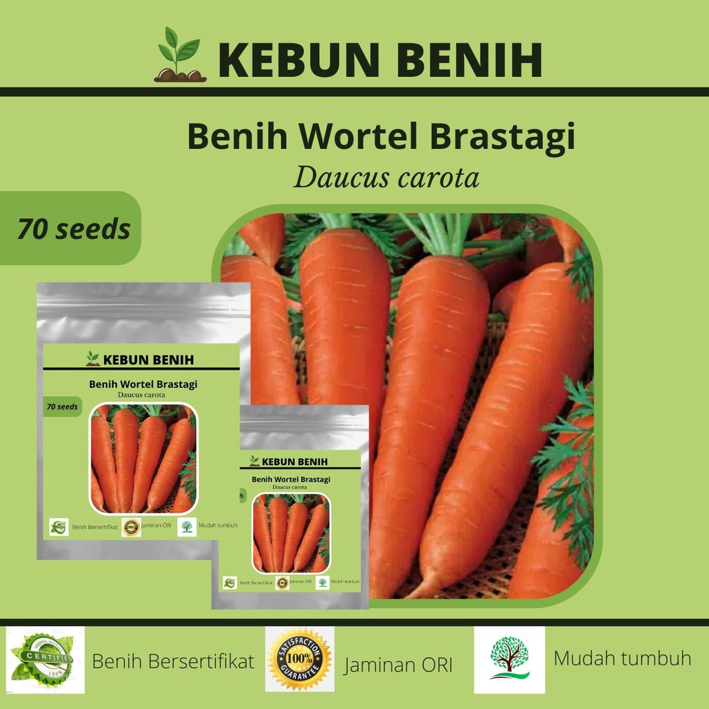 Jual 70 Benih Tanaman Wortel Brastagi/ Benih Wortel Medan Premium ...