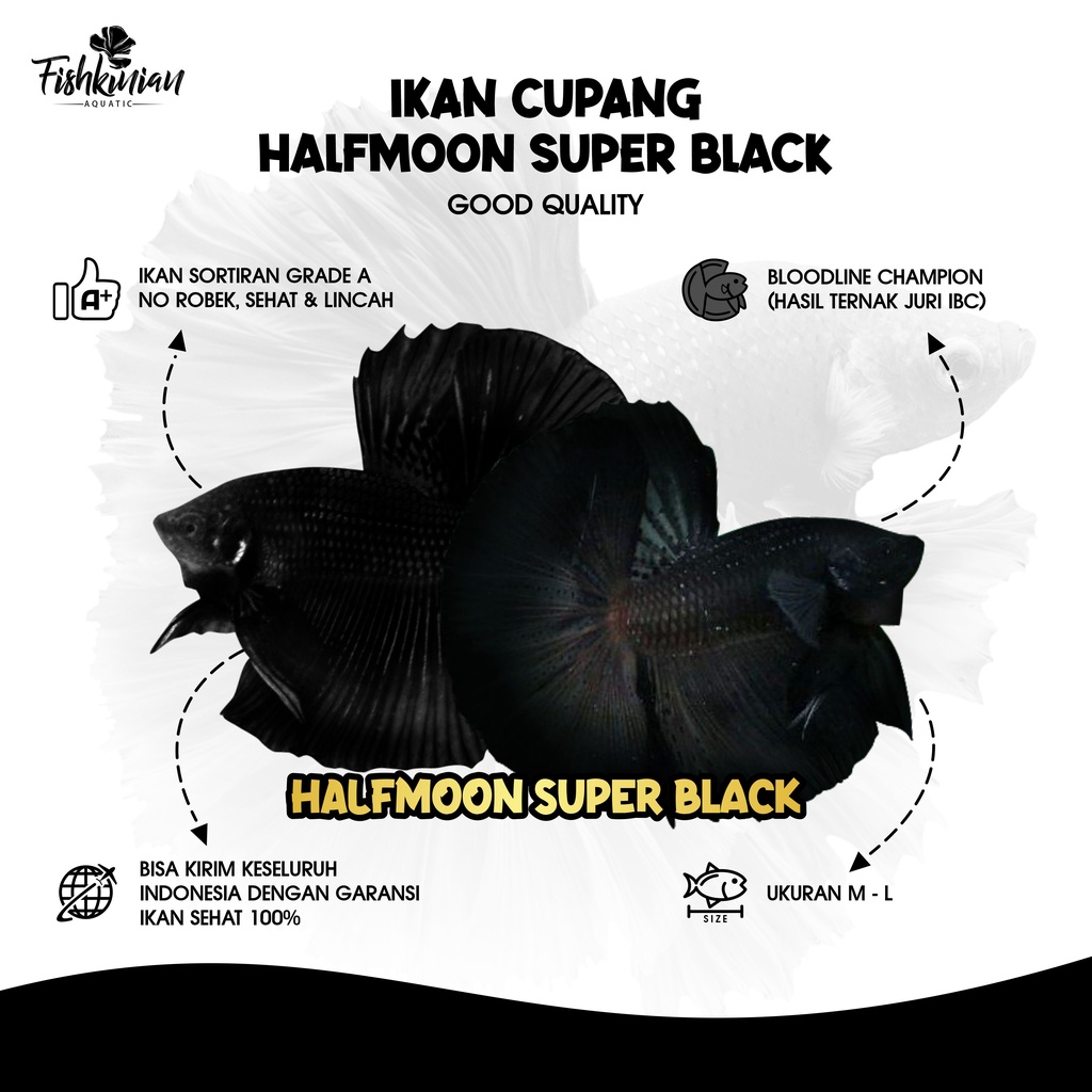Jual Ikan Cupang Halfmoon (HM) Super Black GRADE A | Shopee Indonesia