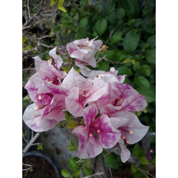 Jual Sakura Ice Cream Batang Stek Bougenville Import 3 Batang