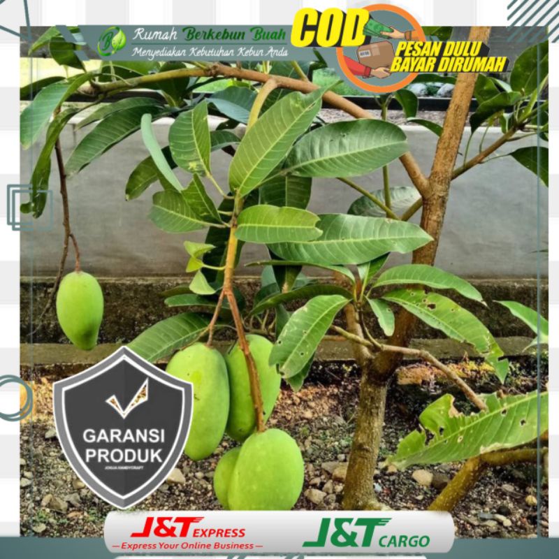 Jual Bibit Mangga Chokanan Cokanan Tanaman Bibit Buah Mangga Chokanan ...