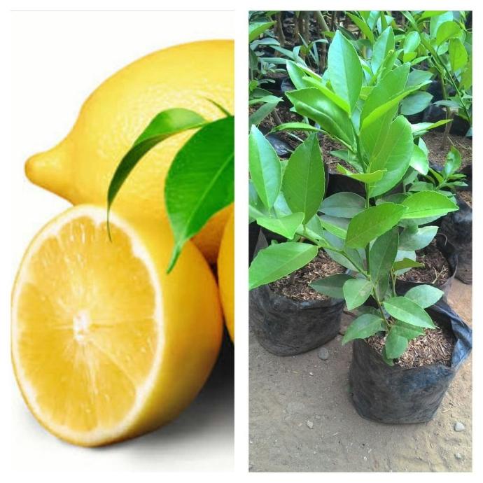 Jual joss Bibit jeruk lemon super viral | Shopee Indonesia