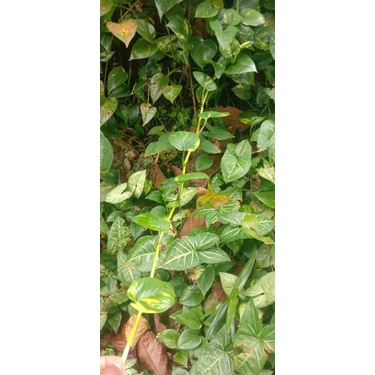 Jual sirih gading 50 cm karpet/ pohon /pot /bunga / bonsai / tanaman ...
