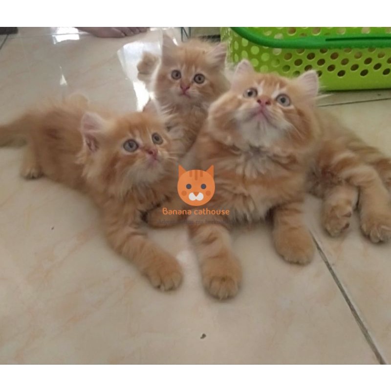 Jual kucing Oren random Persia longhair | Shopee Indonesia