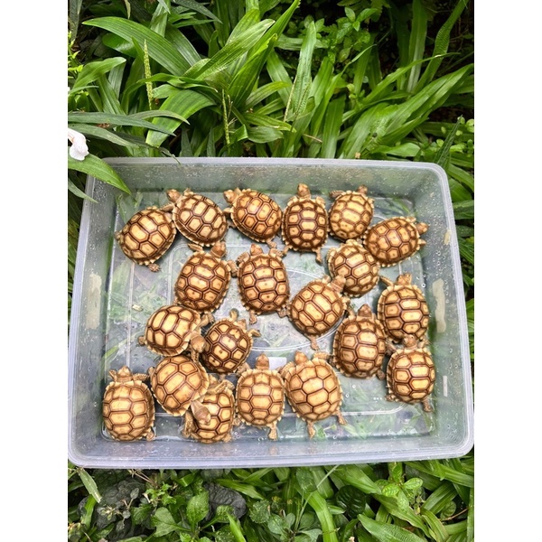 Jual SULCATA CB US THINLINE DOTLESS | Shopee Indonesia
