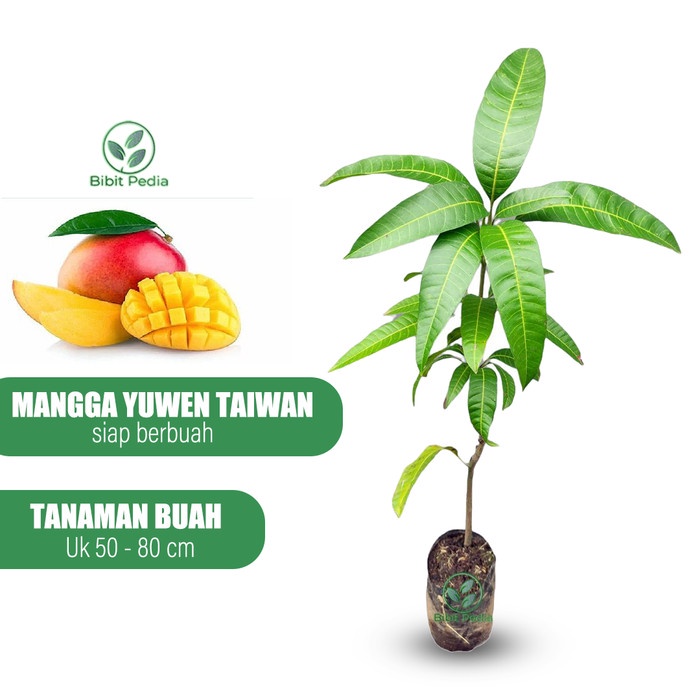 Jual Bibit Pohon Mangga Yuwen Tanaman Mangga Yu Wen Merah Taiwan ...