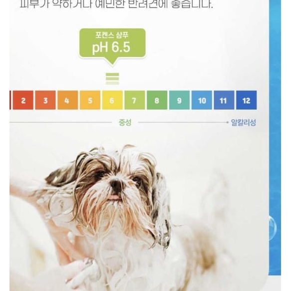 Jual Forbis white curly coat shampoo (poodle & bichon) | Shopee Indonesia