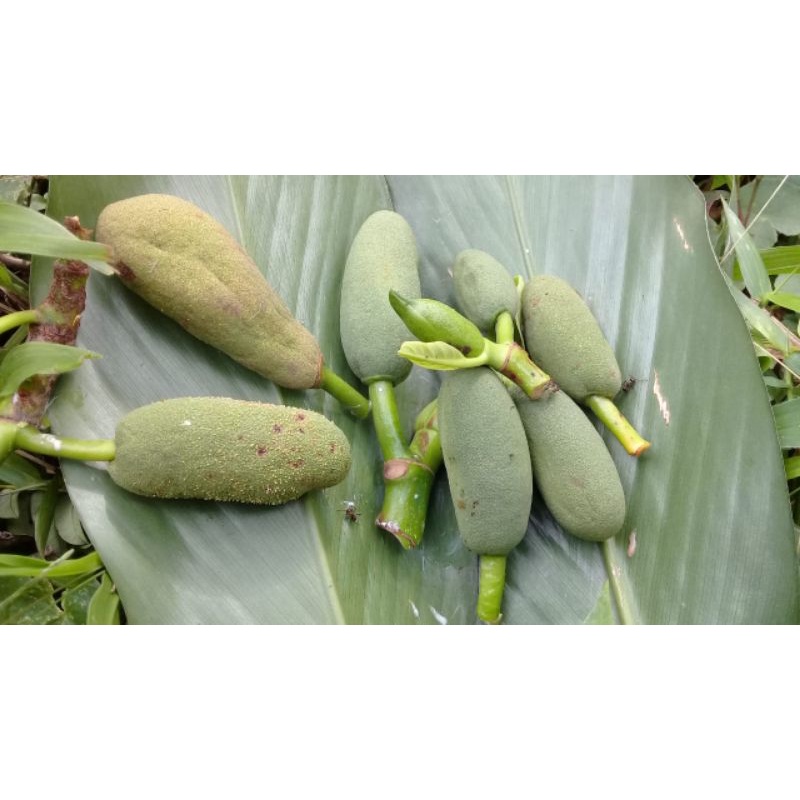 Jual Nangka muda/buah babal/tongtolang obat diabetes 250 gram | Shopee ... Jual Nangka muda/buah babal/tongtolang obat diabetes 250 gram | Shopee ...